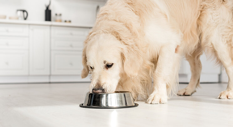 Ile razy dziennie karmić psa? Zasady prawidłowego żywienia psa - Zoocial.pl